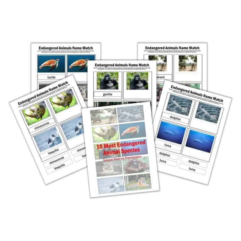 World Animal Day – Supporting Wildlife Conservation - The Crafting Teacher