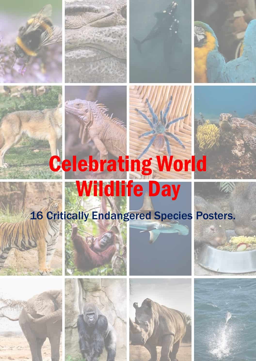 Celebrating World Wildlife Day With Preschoolers