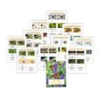 Spring Insects and Bugs for Preschoolers - The Crafting Teacher