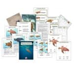 Celebrating World Sea Turtle Day with Preschoolers