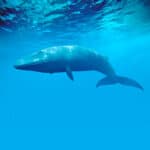 Celebrating World Whale Day with Preschoolers - The Crafting Teacher