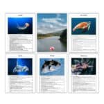 Teaching Preschoolers About Habitats