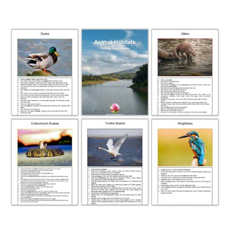 Teaching Preschoolers About Habitats