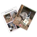 Edward the Emu Story-related Literacy Pack for Preschoolers