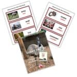 Edward the Emu Story-related Literacy Pack for Preschoolers