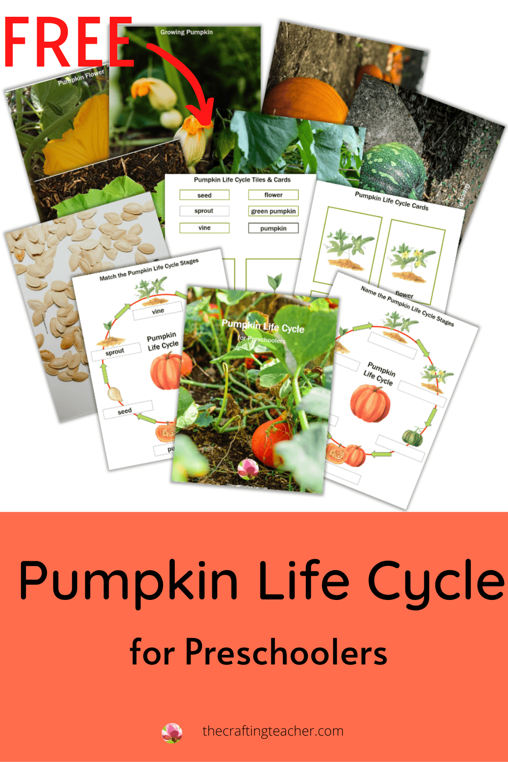 Pumpkin Life Cycle for Preschoolers