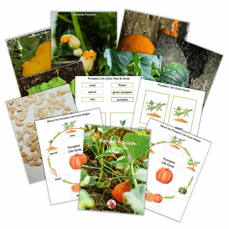 Pumpkin Life Cycle for Preschoolers - The Crafting Teacher